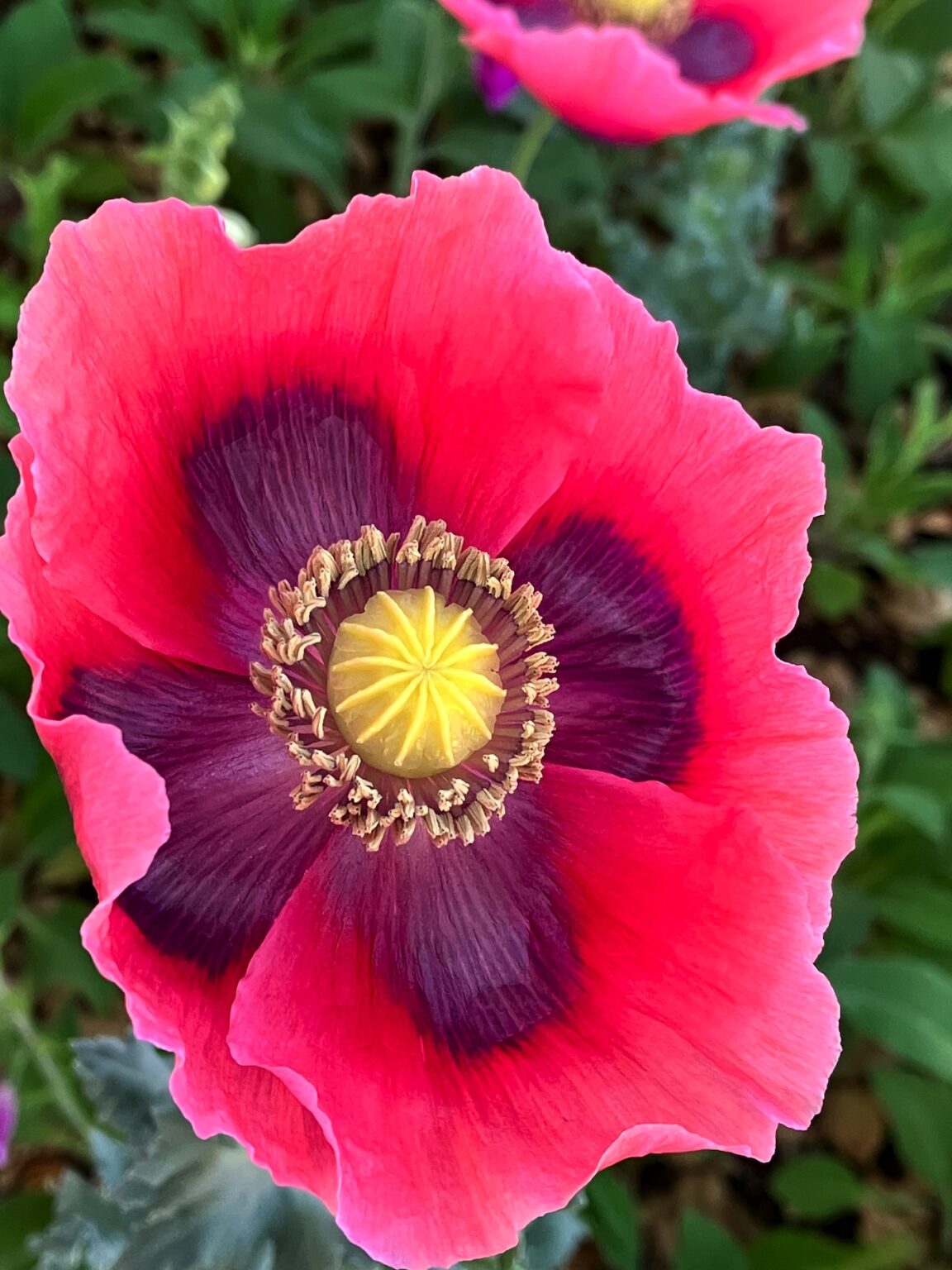 FlowerPatchFarm.com – Where Every Bouquet is Homegrown.
